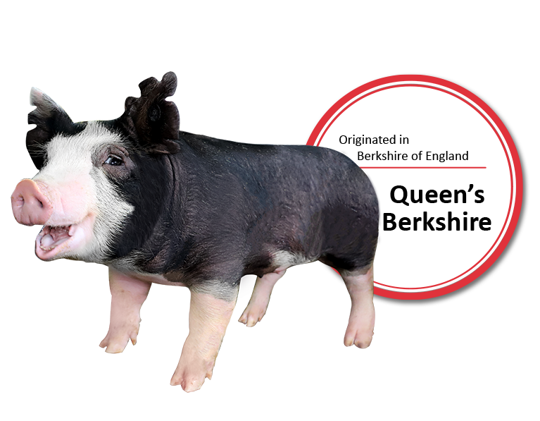 Buy Berkshire Black Pig | Berkshire Pork Hong Kong - HKPork